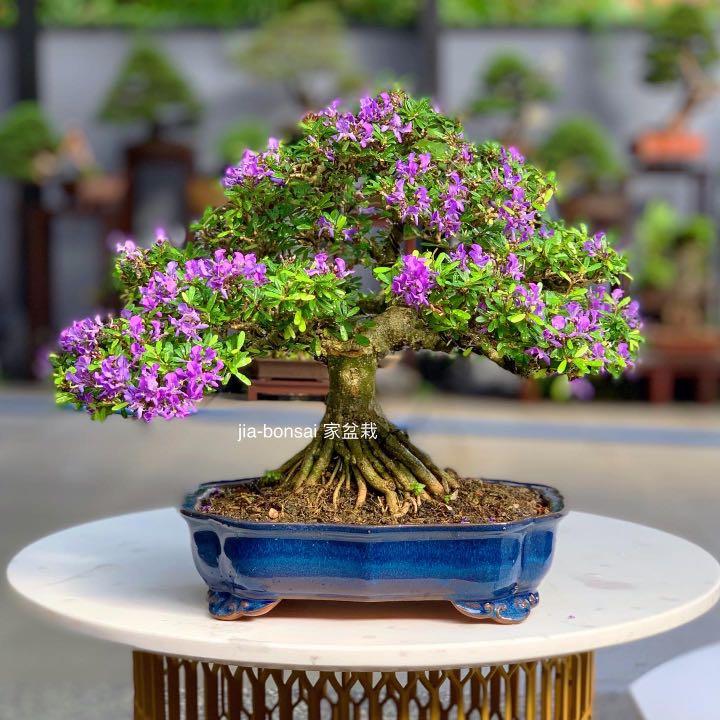 Tropical Linh Sam Bonsai, Furniture & Home Living, Gardening, Plants ...