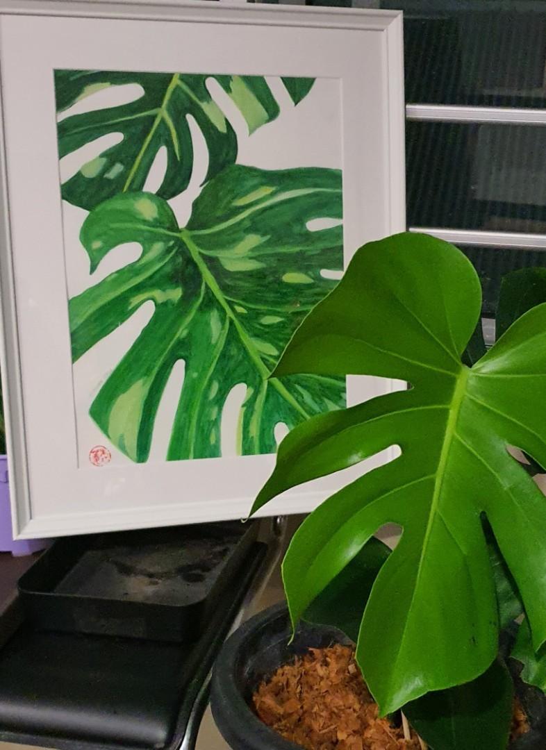 Variegated Monstera thai constellation Artwork, Hobbies & Toys ...
