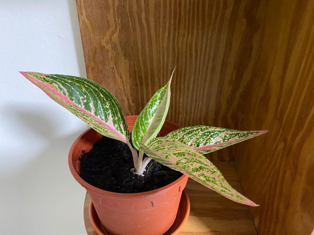 Aglaonema Legacy, Furniture & Home Living, Gardening, Plants & Seeds on ...