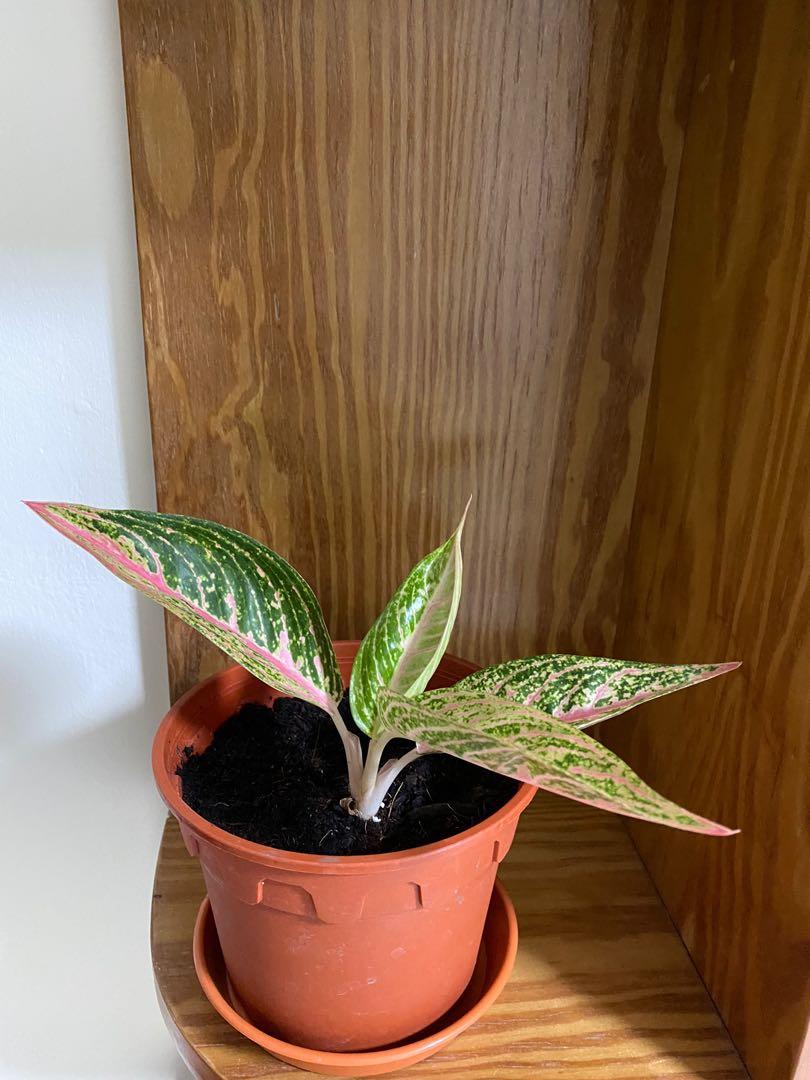 Aglaonema Legacy, Furniture & Home Living, Gardening, Plants & Seeds on ...