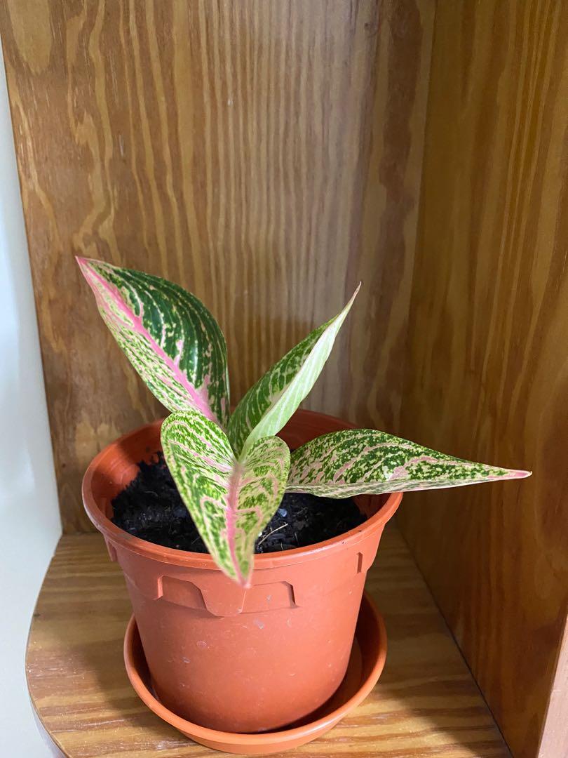 Aglaonema Legacy, Furniture & Home Living, Gardening, Plants & Seeds on ...