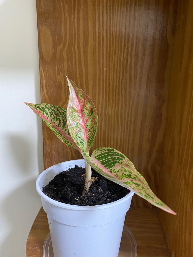 Aglaonema Legacy, Furniture & Home Living, Gardening, Plants & Seeds on ...