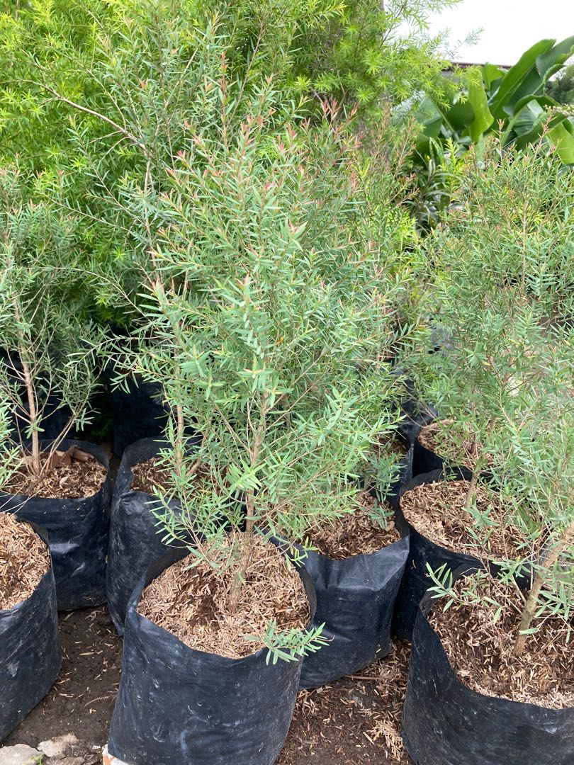 Battle grass, Furniture & Home Living, Gardening, Plants & Seeds on ...