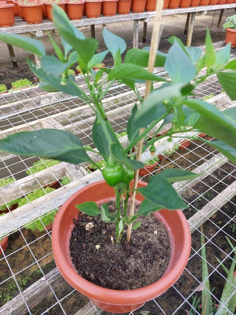 Capsicum Plant, Furniture & Home Living, Gardening, Plants & Seeds on ...