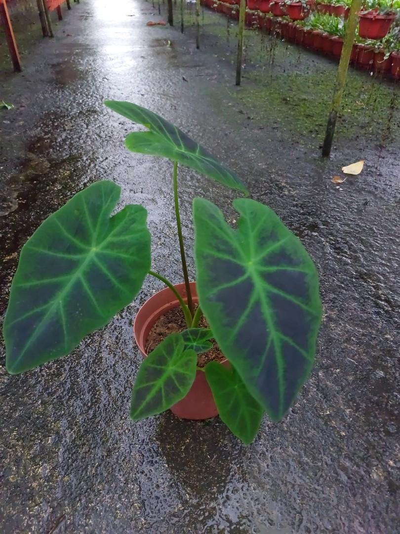 Colocasia Illustris, Furniture & Home Living, Gardening, Plants & Seeds ...