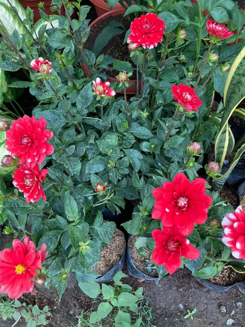 Delia indoor, Furniture & Home Living, Gardening, Plants & Seeds on ...