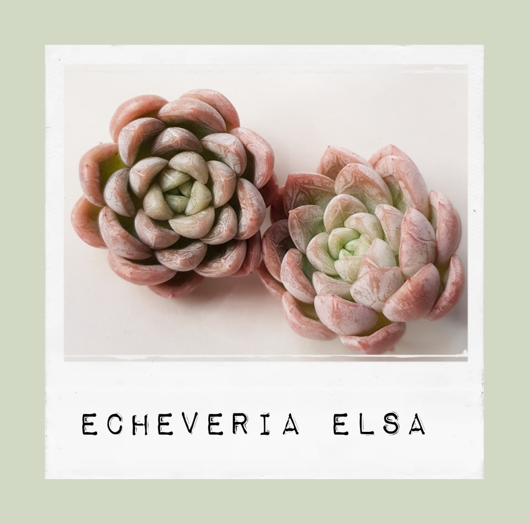 Echeveria Elsa Korean Succulent, Furniture & Home Living, Gardening ...