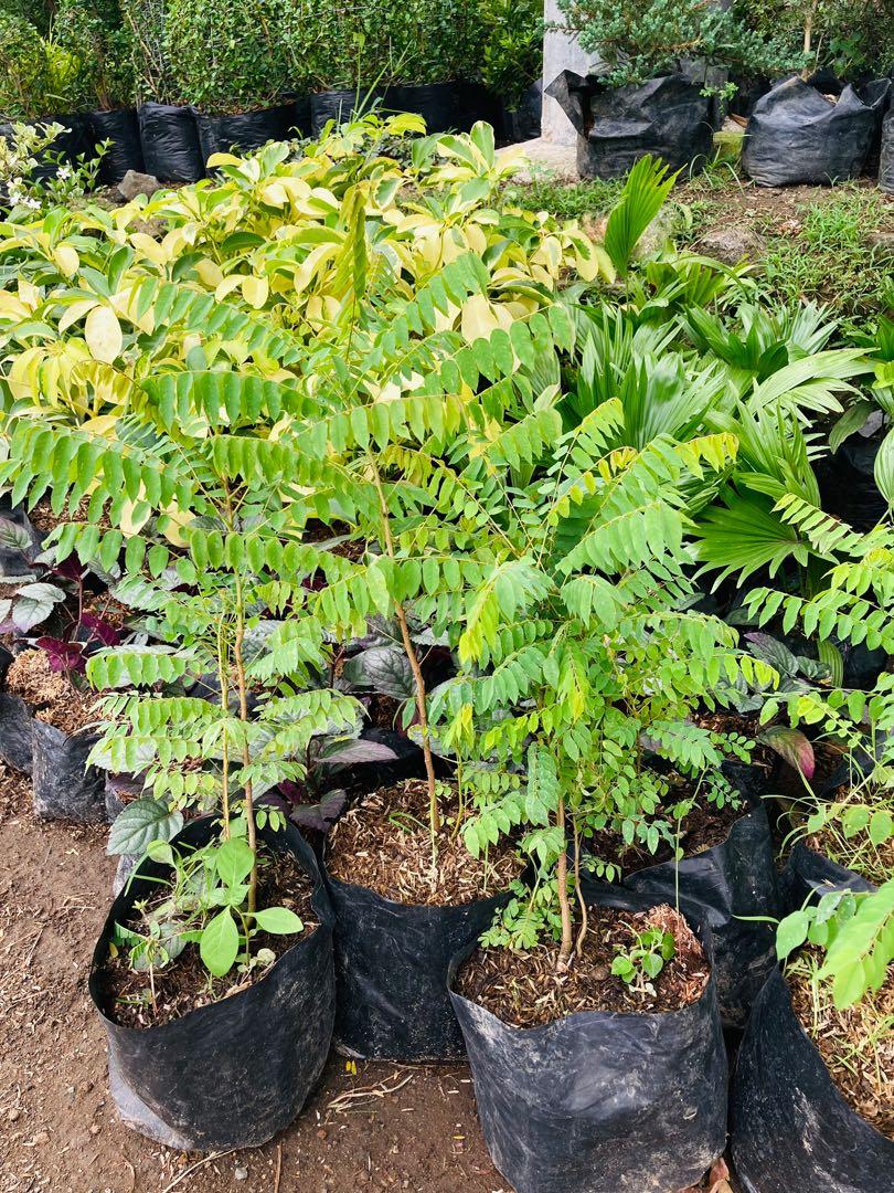 Kamyas plants, Furniture & Home Living, Gardening, Plants & Seeds on ...