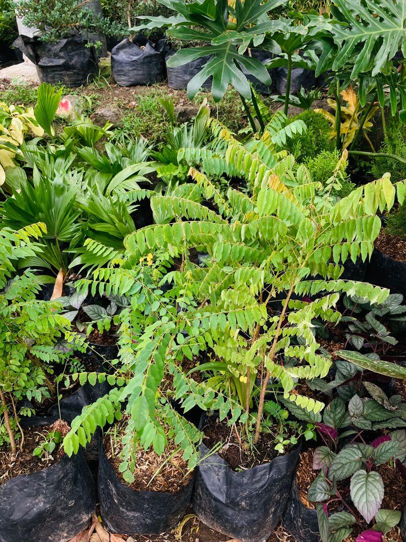 Kamyas plants, Furniture & Home Living, Gardening, Plants & Seeds on ...