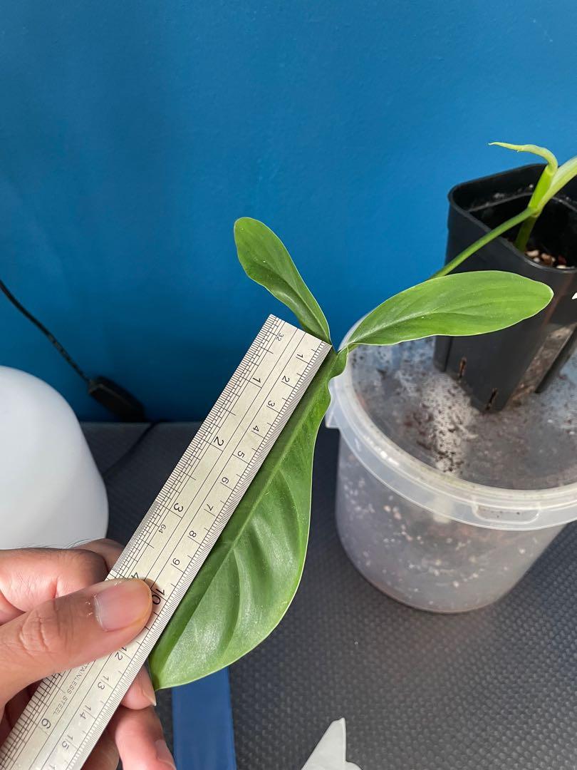 Philodendron 69686, Furniture & Home Living, Gardening, Plants & Seeds ...