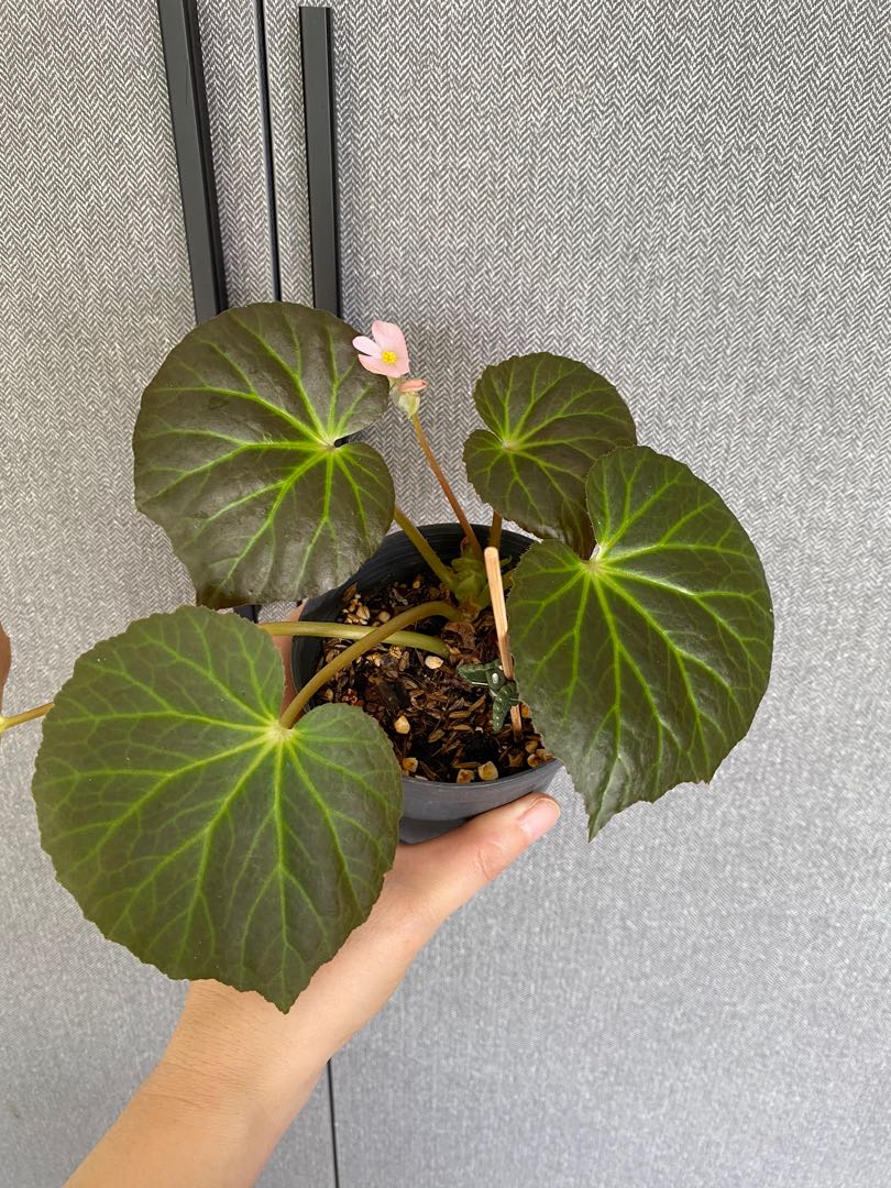 Begonia U-514, Furniture & Home Living, Gardening, Plants & Seeds on ...