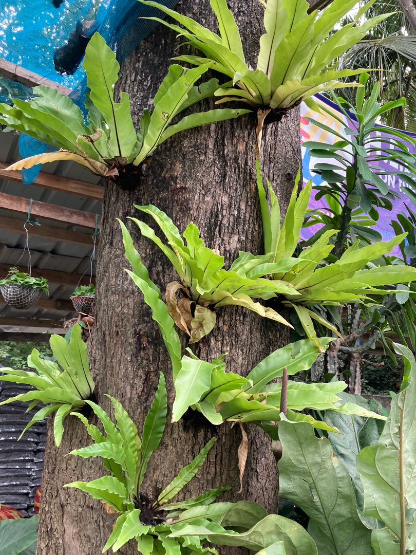 Dapo, Furniture & Home Living, Gardening, Plants & Seeds on Carousell