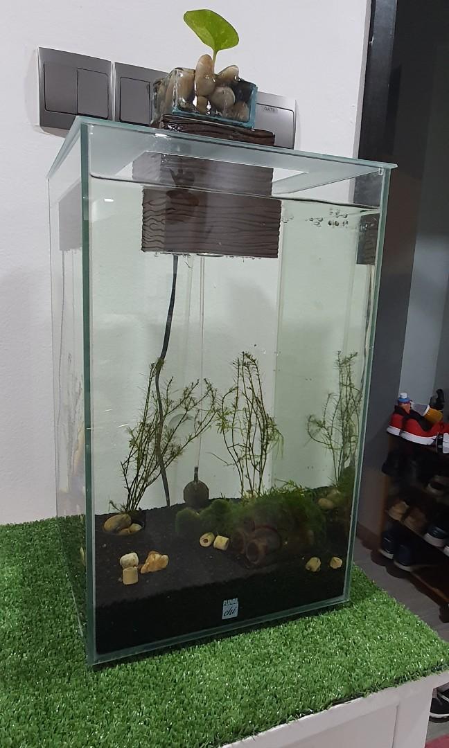 Fluval 25L Fengshui Fish Tank, Pet Supplies, Homes & Other Pet ...