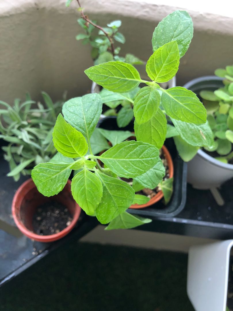 Japanese Menthol Mint, Furniture & Home Living, Gardening, Plants ...