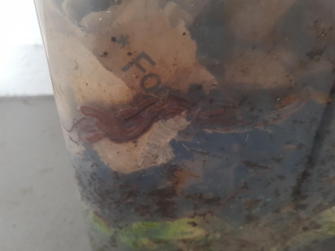 Malaysian Blue Composting Worms, Furniture & Home Living, Gardening ...