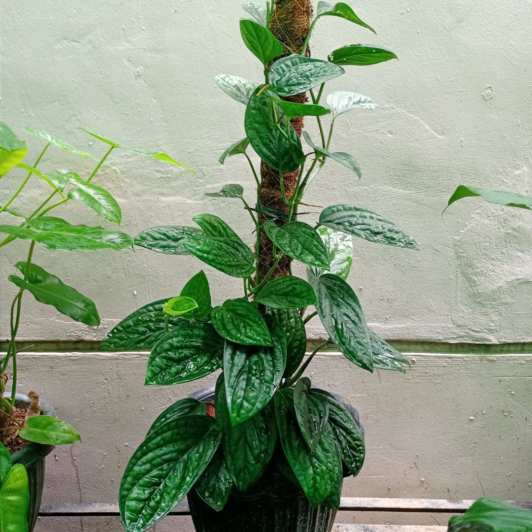 Monstera peru.. trailing superlush, Furniture & Home Living, Gardening ...