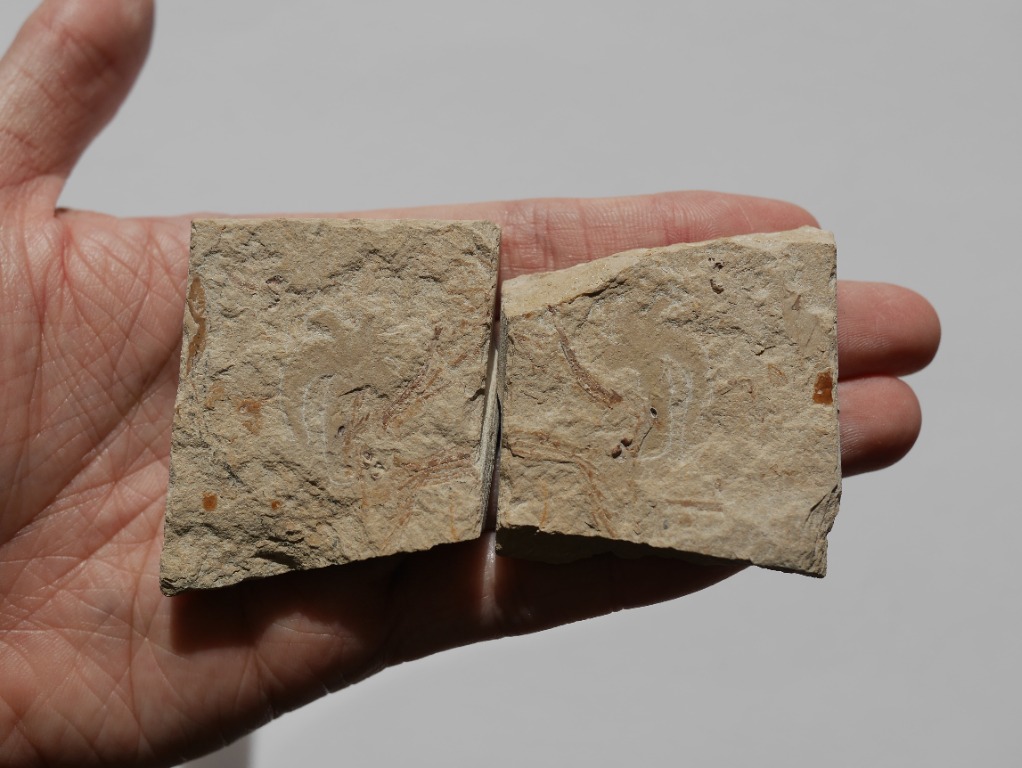 Octopus fossil from age of dinosaurs, Hobbies & Toys, Memorabilia ...