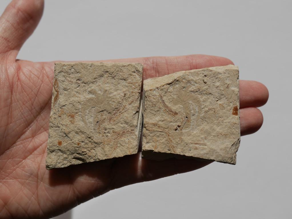 Octopus fossil from age of dinosaurs, Hobbies & Toys, Memorabilia ...