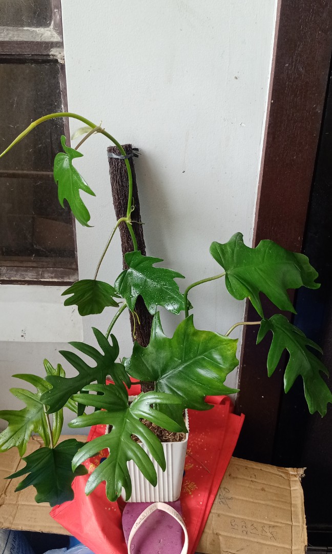 Philodendron Pedarum Rudolph, Furniture & Home Living, Gardening ...