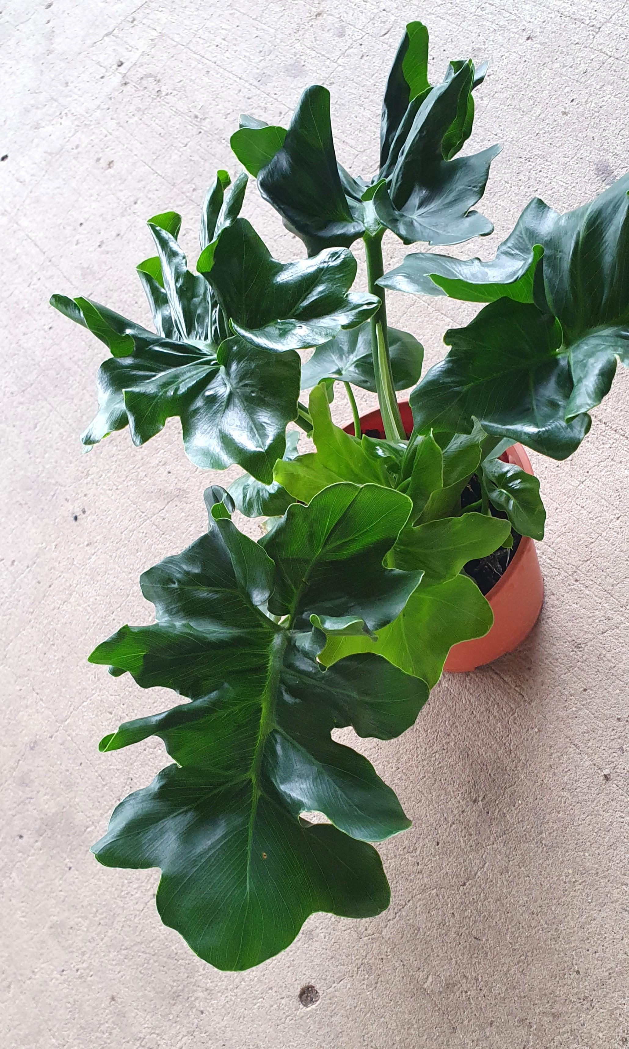 Philodendron Super Atom (15cm pot), Furniture & Home Living, Gardening ...