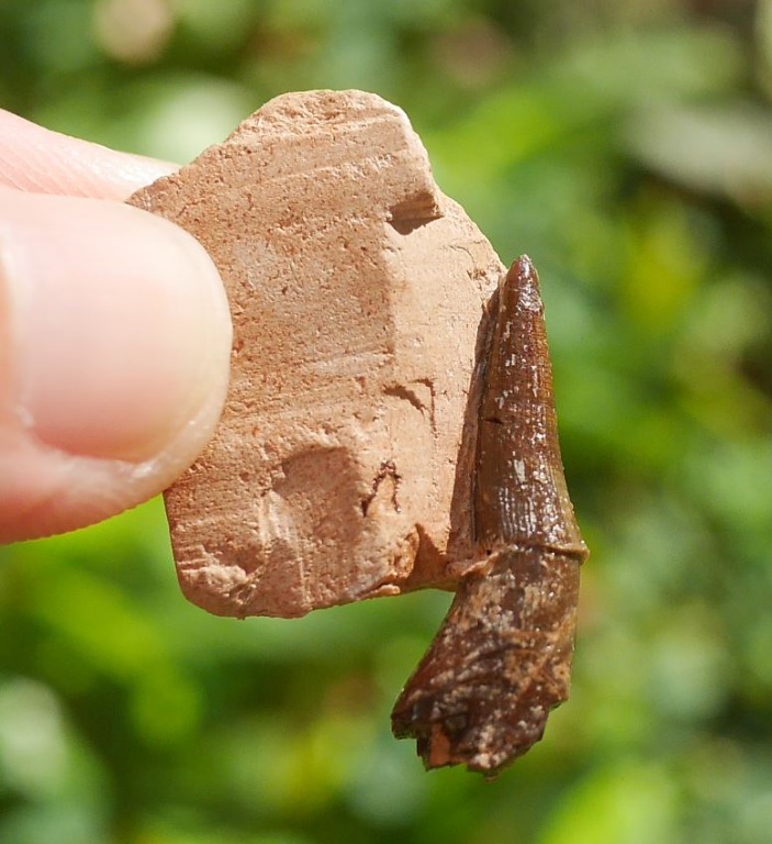 Plesiosaur fossil tooth from age of dinosaurs, Hobbies & Toys ...