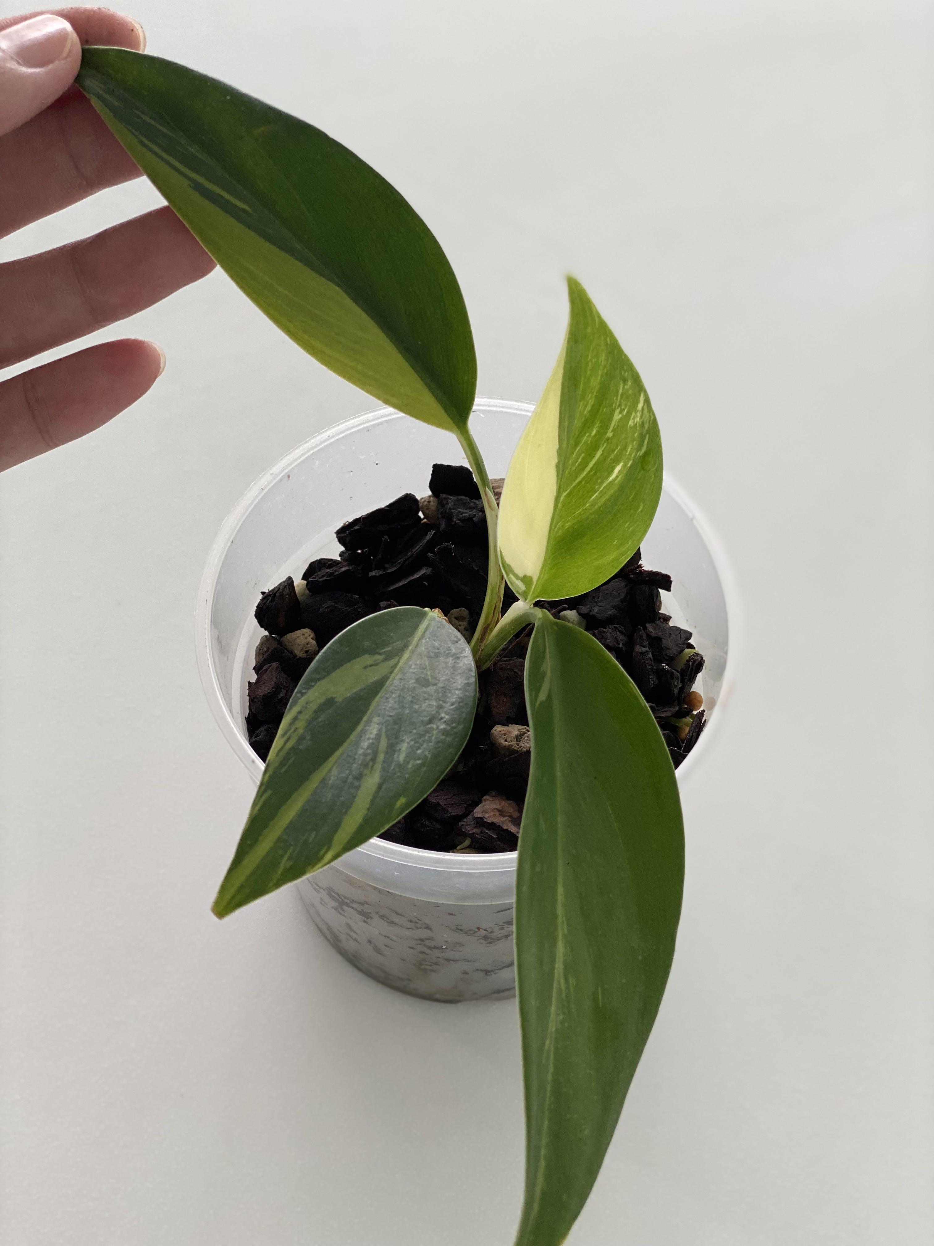 Rare Scindapsus Coriaceus SP Variegated, Furniture & Home Living ...