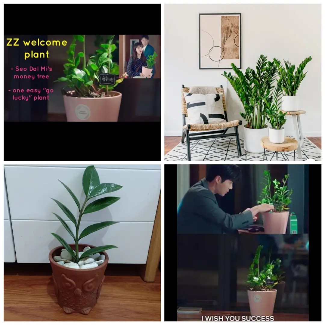 Tanaman Money Tree Pohon Uang Dolar ZZ Lucky plant Tumbuhan Hias Daun ...