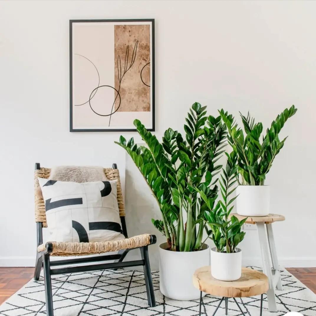 Tanaman Money Tree Pohon Uang Dolar ZZ Lucky plant Tumbuhan Hias Daun ...