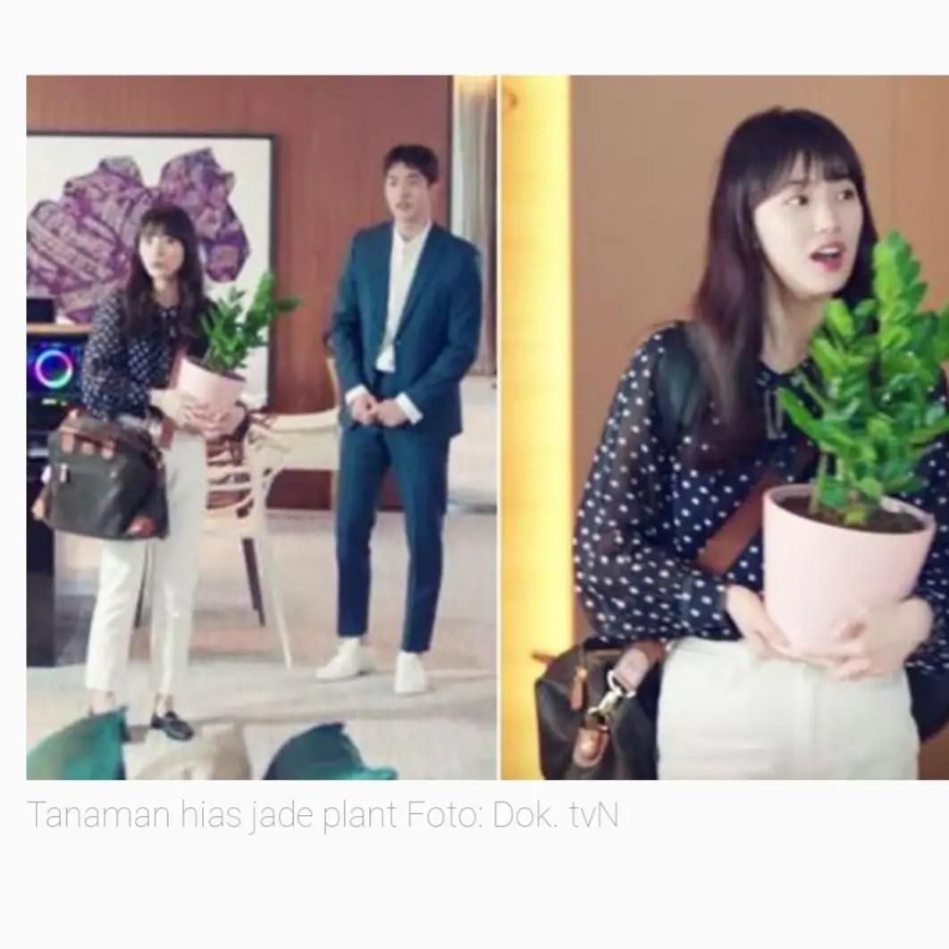 Tanaman Money Tree Pohon Uang Dolar ZZ Lucky plant Tumbuhan Hias Daun ...