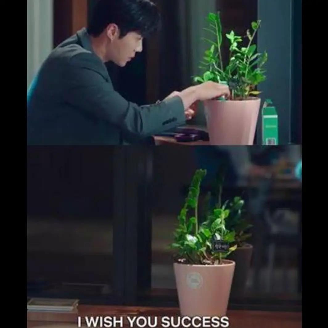 Tanaman Money Tree Pohon Uang Dolar ZZ Lucky plant Tumbuhan Hias Daun ...