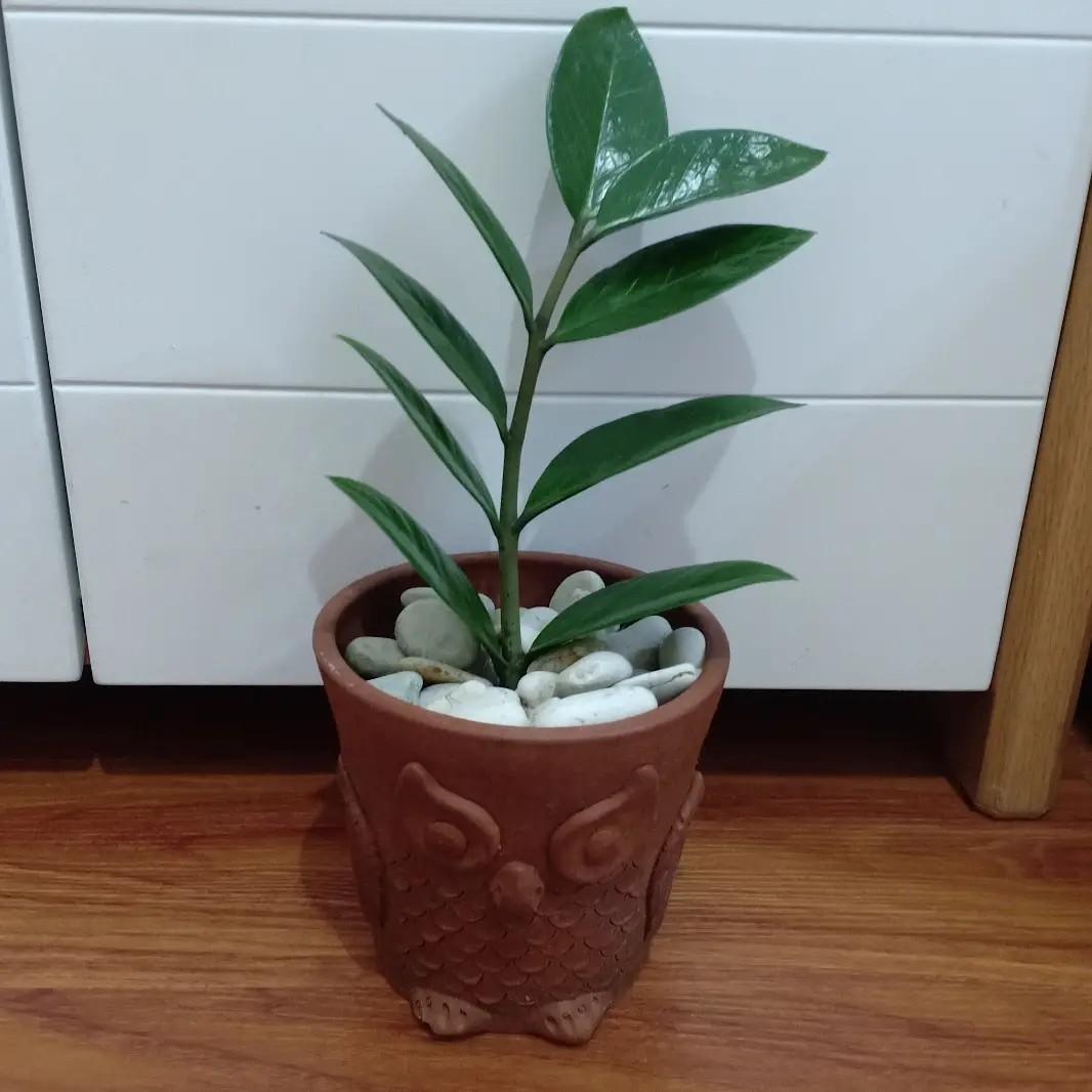 Tanaman Money Tree Pohon Uang Dolar ZZ Lucky plant Tumbuhan Hias Daun ...