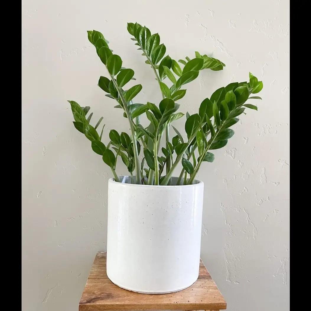 Tanaman Money Tree Pohon Uang Dolar ZZ Lucky plant Tumbuhan Hias Daun ...