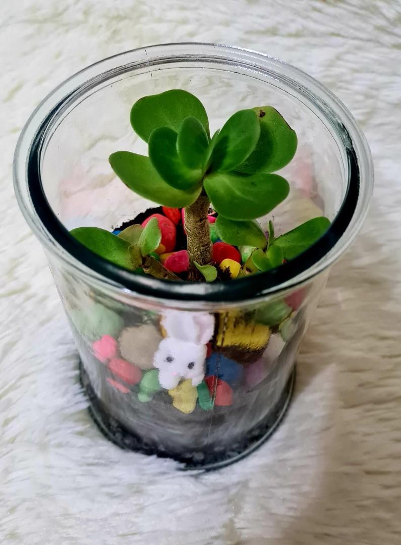 Terrarium Rabbit, Furniture & Home Living, Gardening, Plants & Seeds on ...