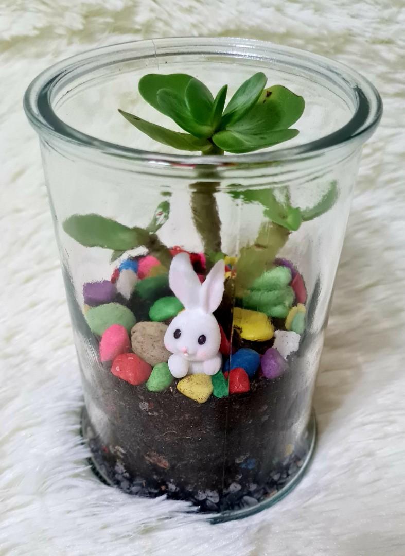 Terrarium Rabbit, Furniture & Home Living, Gardening, Plants & Seeds on ...