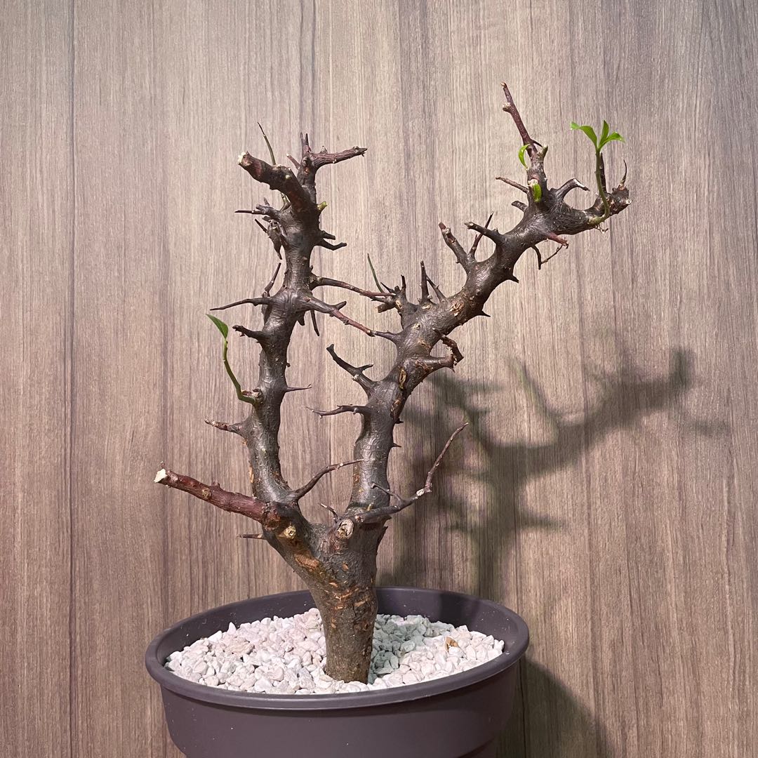 Commiphora rostrata, Furniture & Home Living, Gardening, Plants & Seeds ...