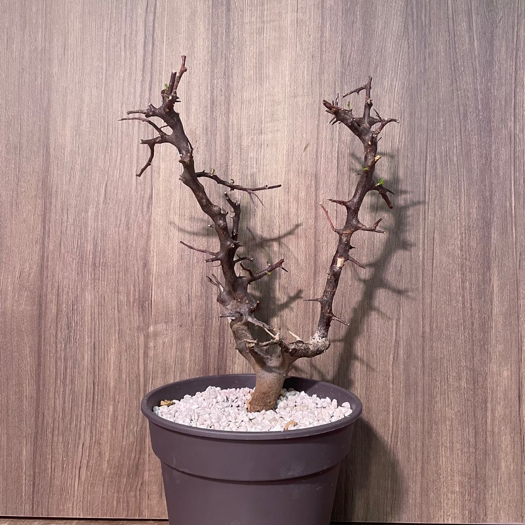 Commiphora Rostrata, Furniture & Home Living, Gardening, Plants & Seeds ...