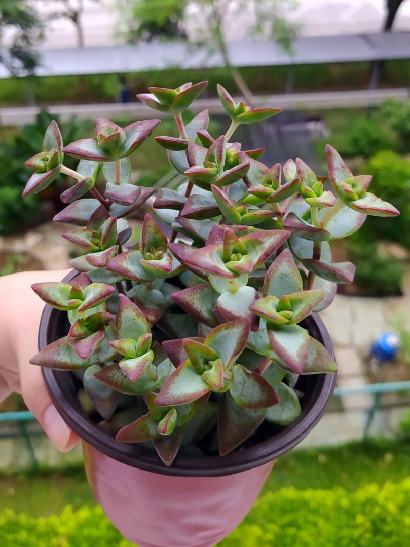 Crassula conjuncta , ivory towers succulent plant, Furniture & Home ...