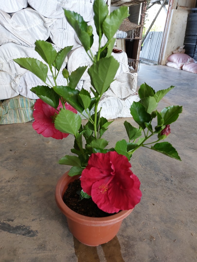 Multi layer Super red Hibiscus, Furniture & Home Living, Gardening ...