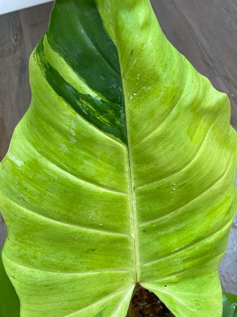 Philodendron Snowdrift (Variegated), Furniture & Home Living, Gardening ...