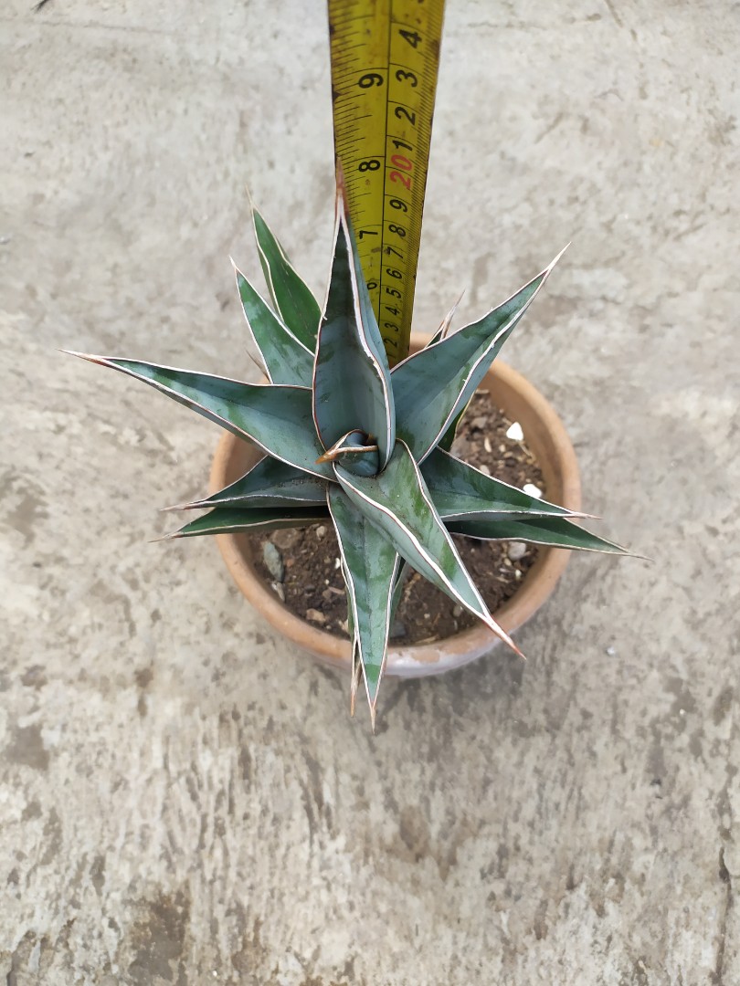 Sansevieria Pinguicula Walking Sansevieria Snake Plant, Furniture ...