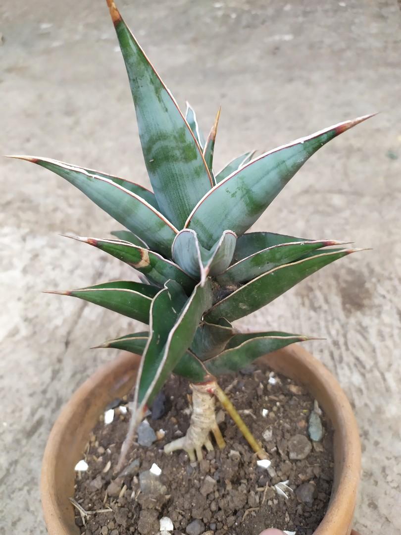 Sansevieria Pinguicula Walking Sansevieria Snake Plant, Furniture ...