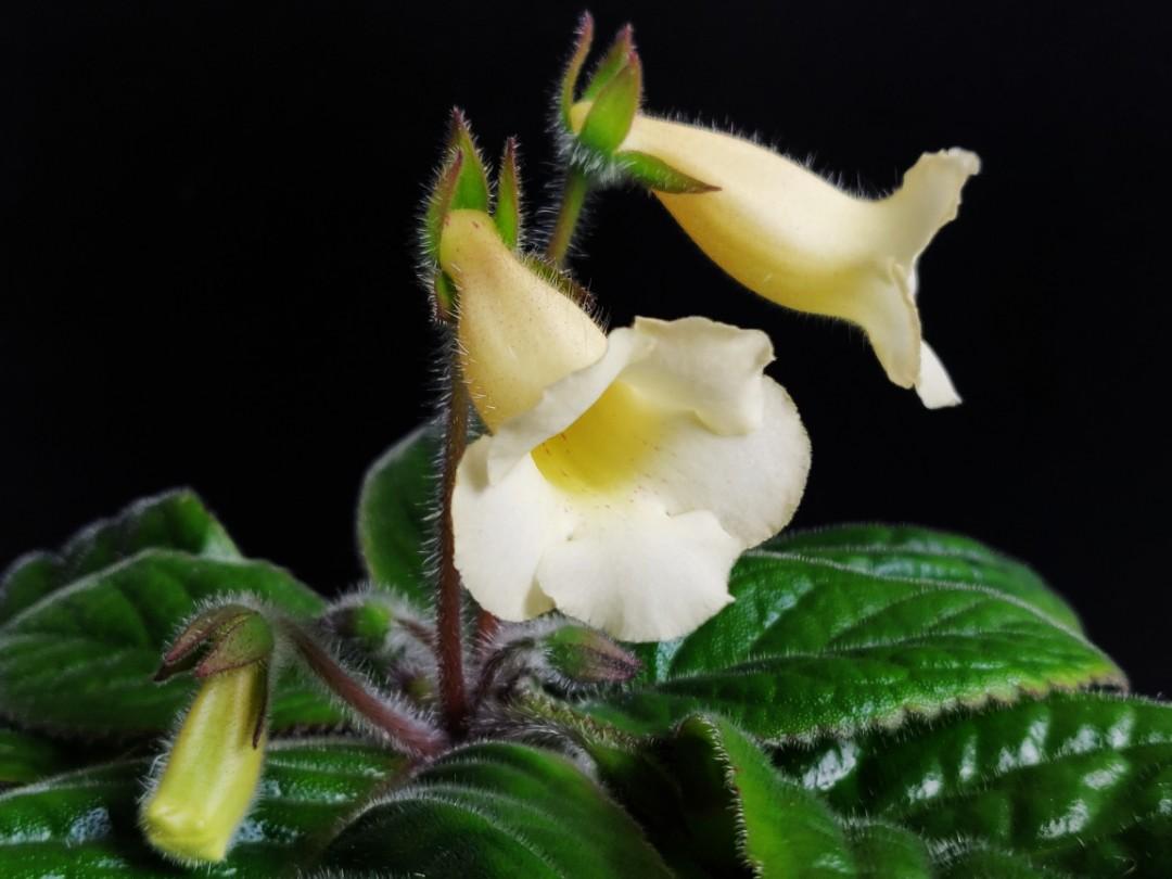 Sinningia Fu's Golden Apple, Furniture & Home Living, Gardening, Plants ...