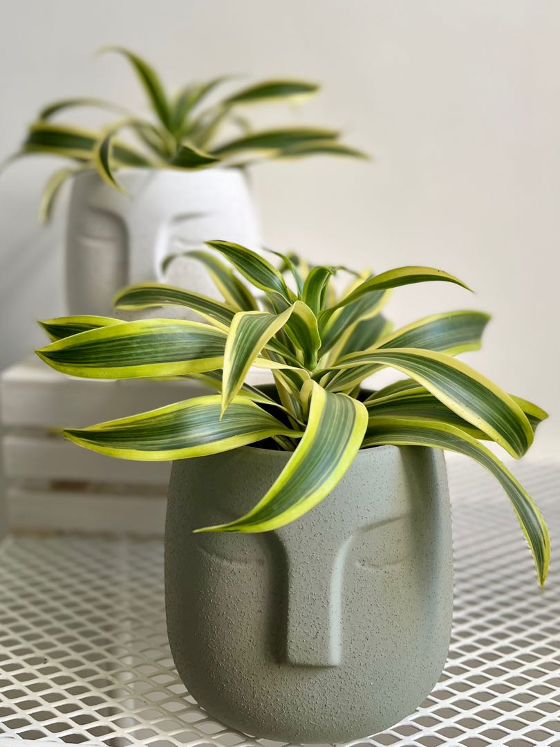 Variegated Screw Pine / Pandanus Veitchii potted in ceramic face pot ...