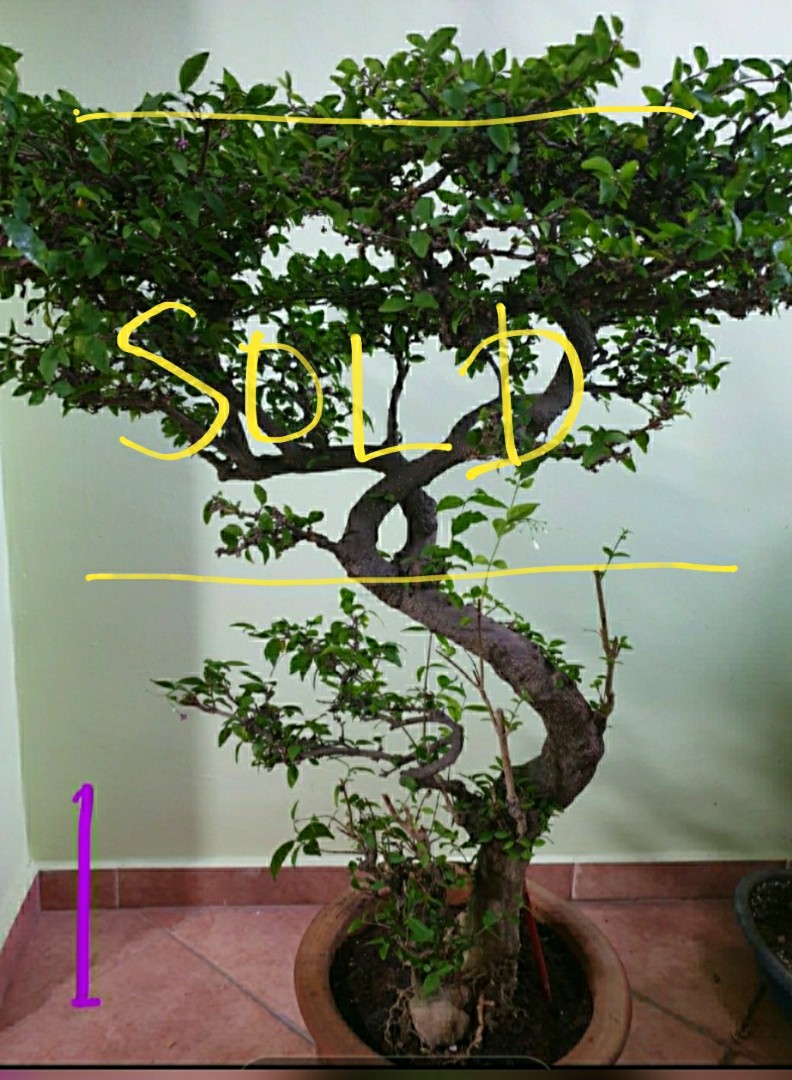 40 Years Old Shui Mei Bonsai Plant / Water Jasmine / Wrightia Religiosa ...