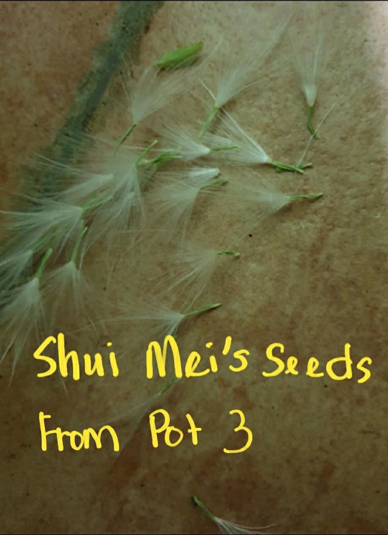 40 Years Old Shui Mei Bonsai Plant / Water Jasmine / Wrightia Religiosa ...