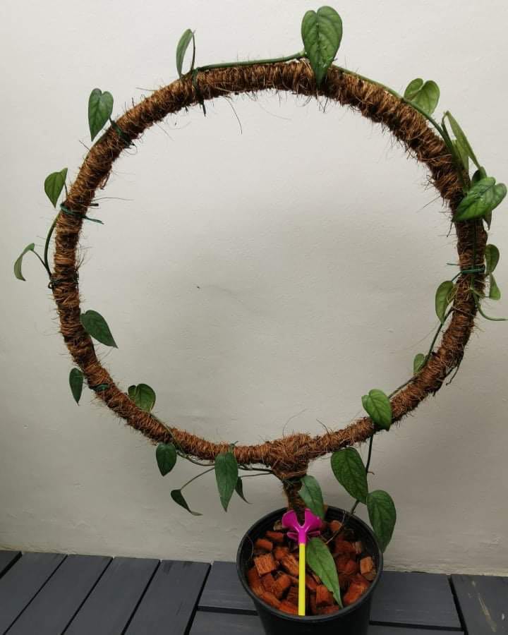 Epipremnum Cebu Blue in round coco trellis, Furniture & Home Living ...