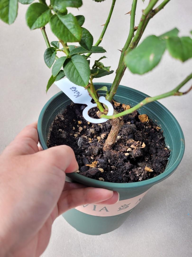 Keira Rose plant, Furniture & Home Living, Gardening, Plants & Seeds on ...