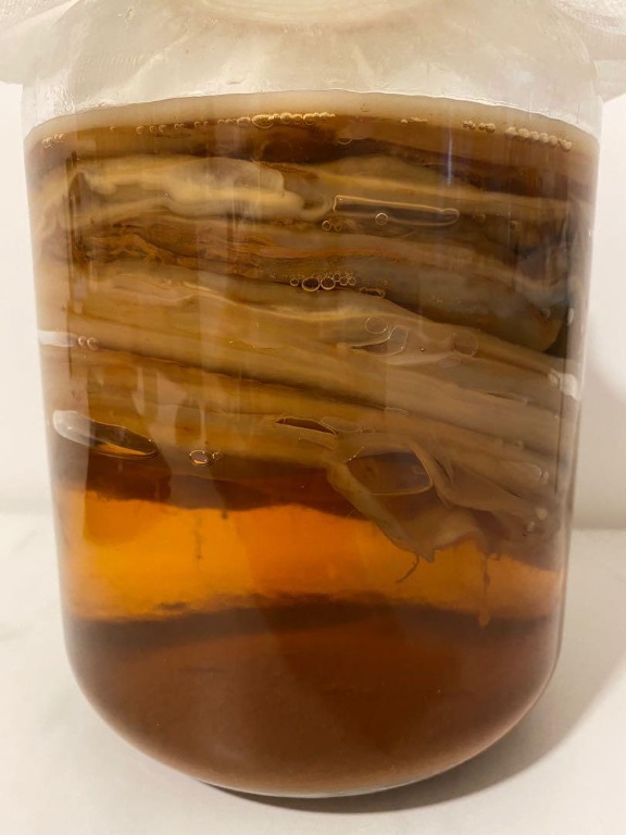 Kombucha Scoby (big size) + Starter Tea, Food & Drinks, Beverages on ...
