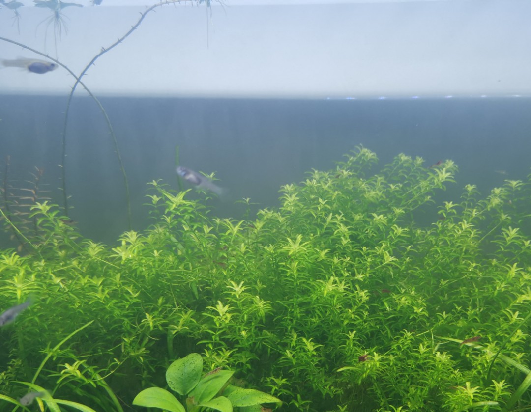 Pearlweed aquatic plant, Pet Supplies, Homes & Other Pet Accessories on ...