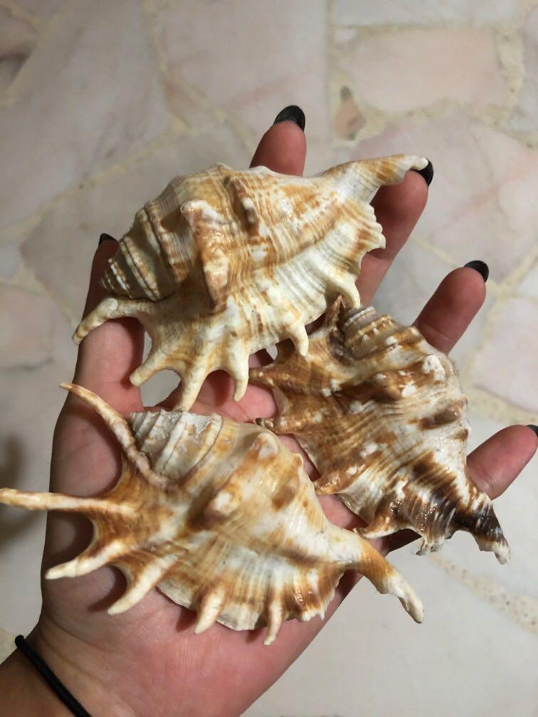 Seashell conch shell, Hobbies & Toys, Memorabilia & Collectibles ...